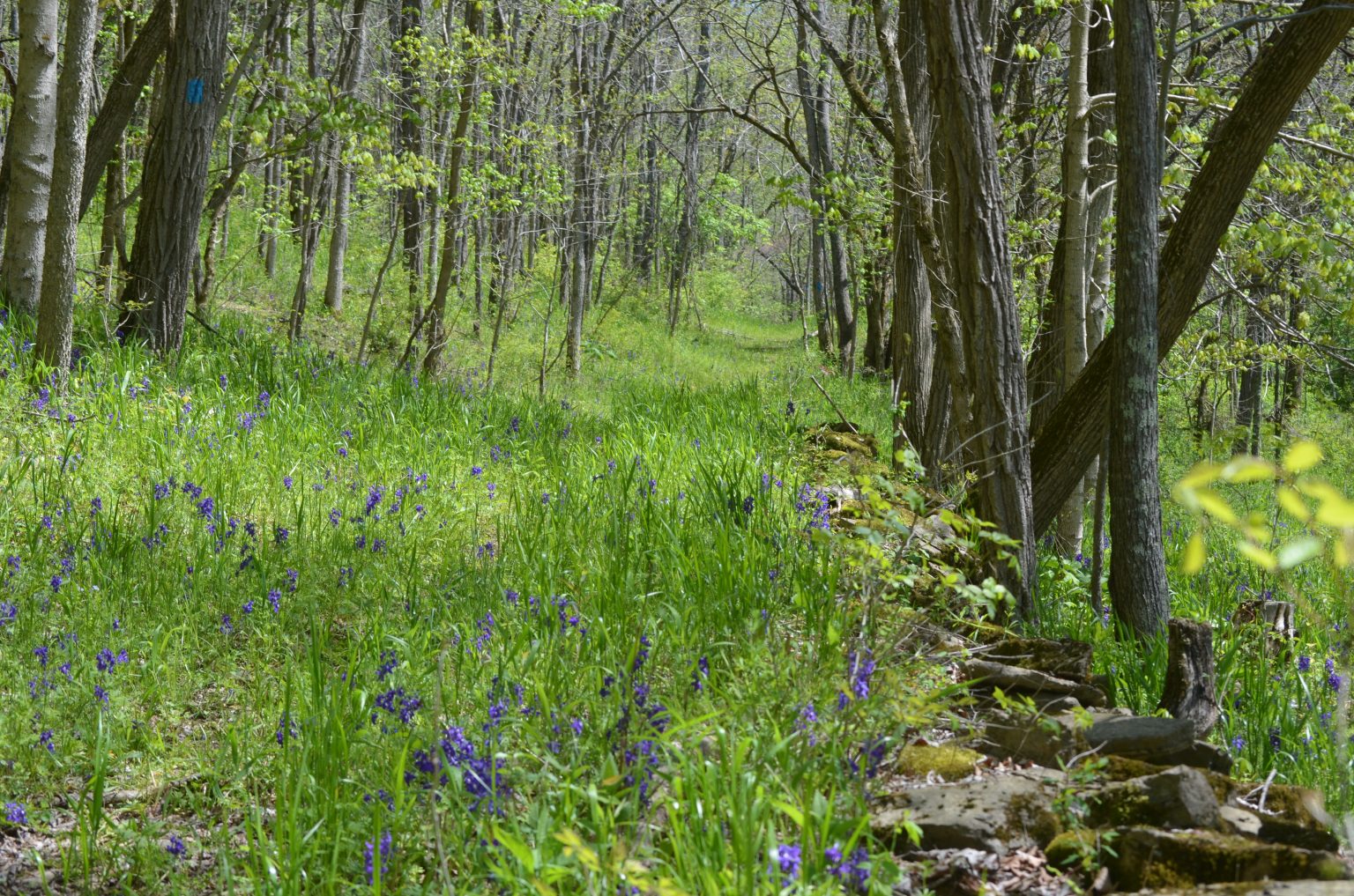 Kope Hollow Nature Preserve – Cardinal Land Conservancy