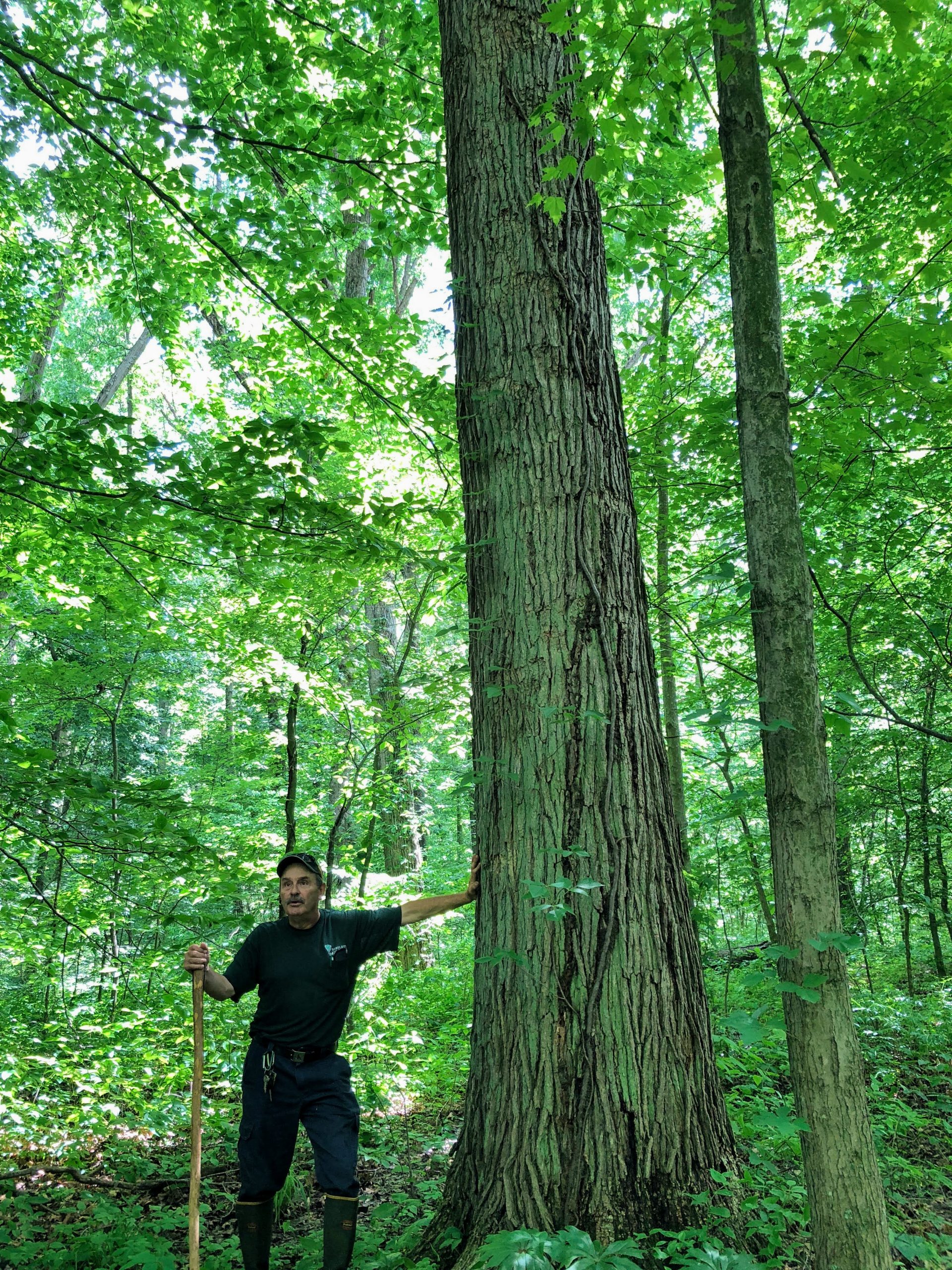 Rinsky Woods Nature Preserve – Cardinal Land Conservancy