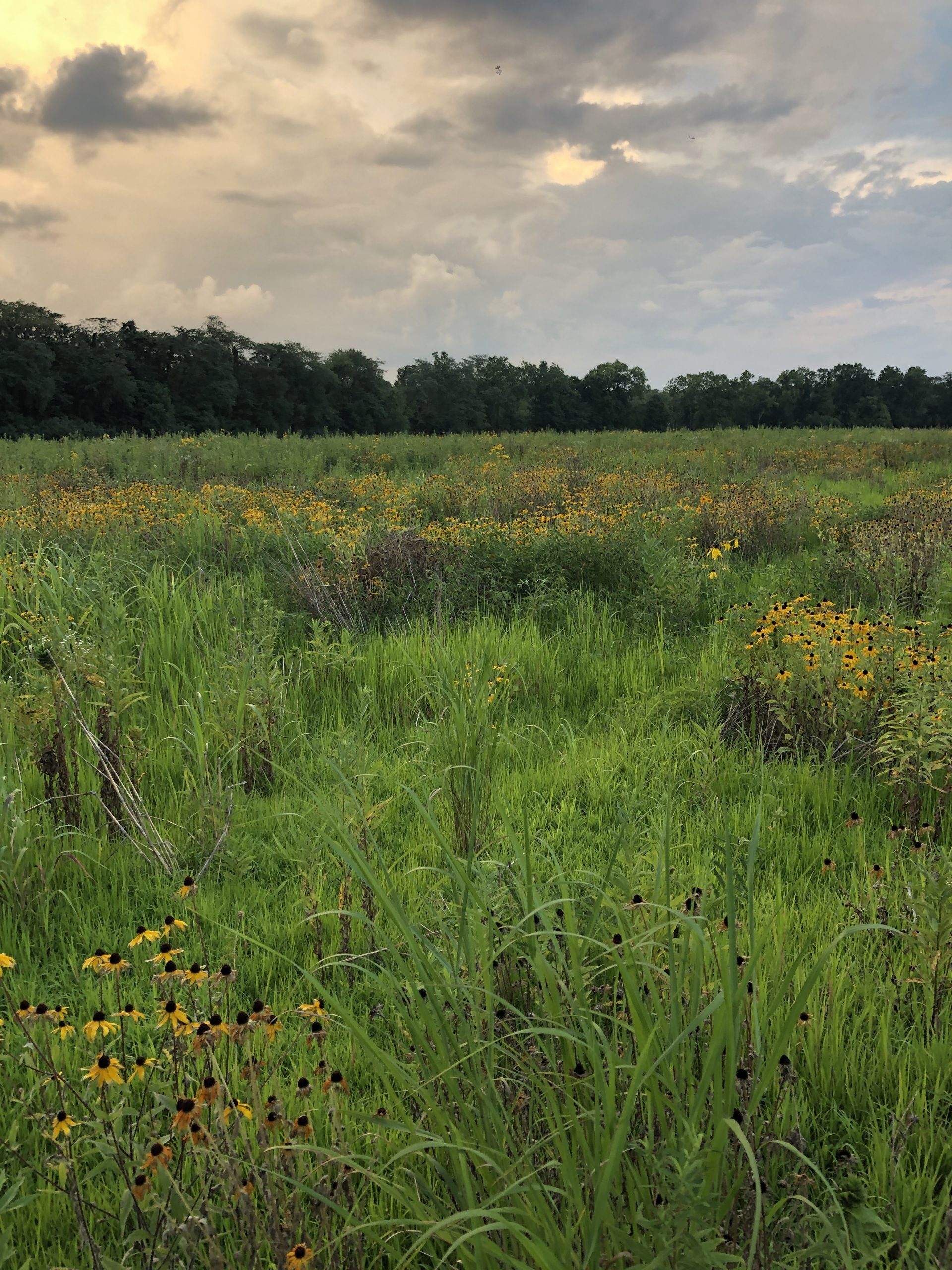 Todd’s Fork Nature Preserve – Cardinal Land Conservancy