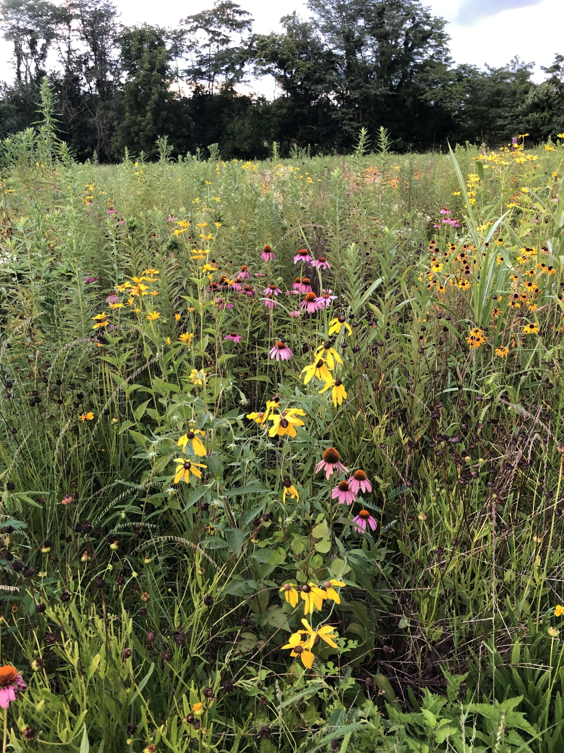 Todd’s Fork Nature Preserve – Cardinal Land Conservancy