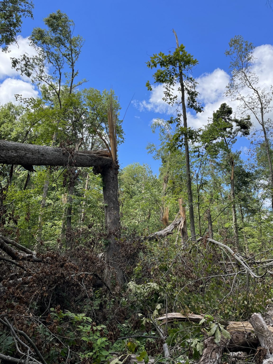 Cardinal Land Conservancy – One strong regional land trust working in ...