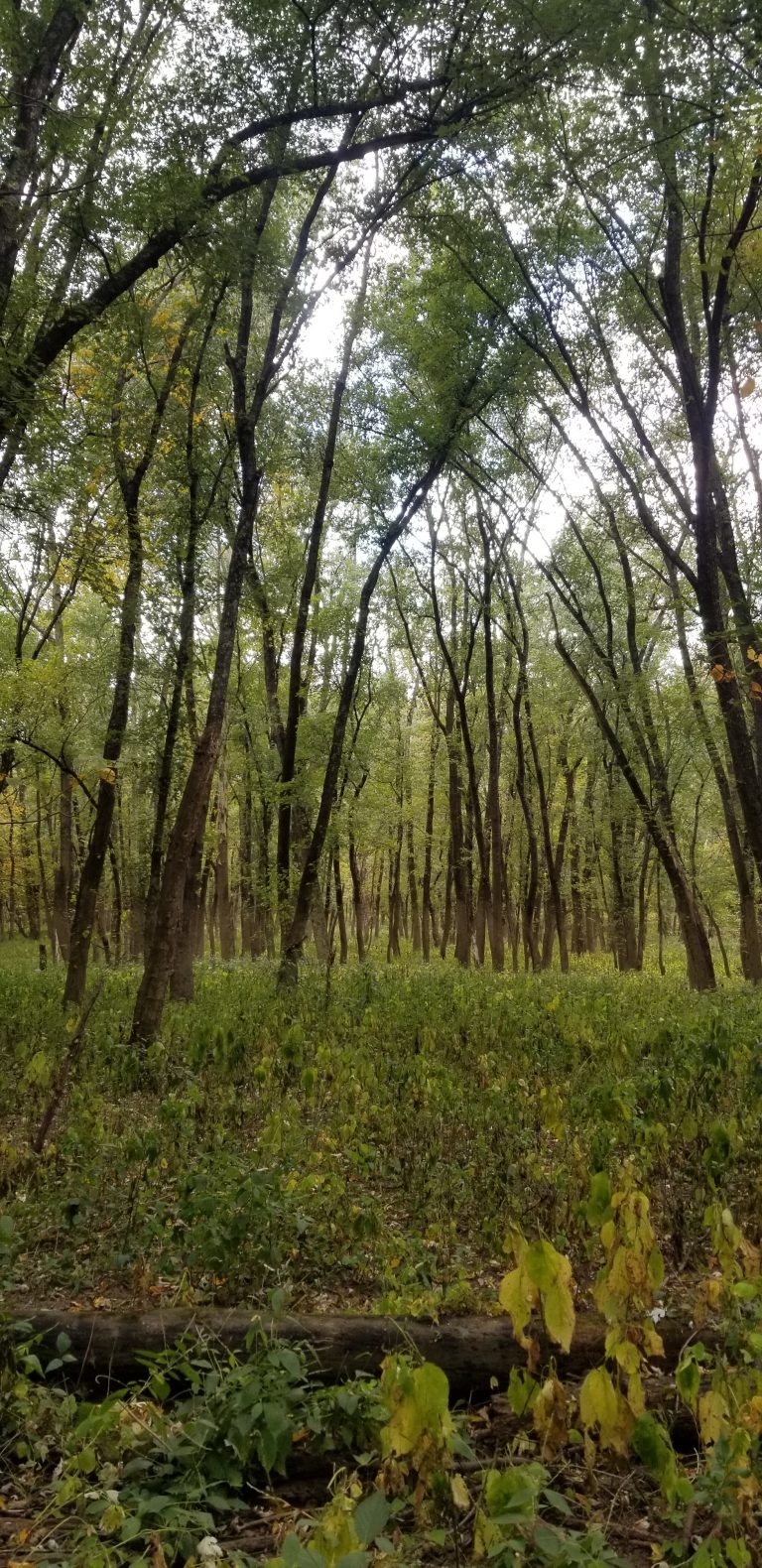 Bortz Family Nature Preserve – Cardinal Land Conservancy