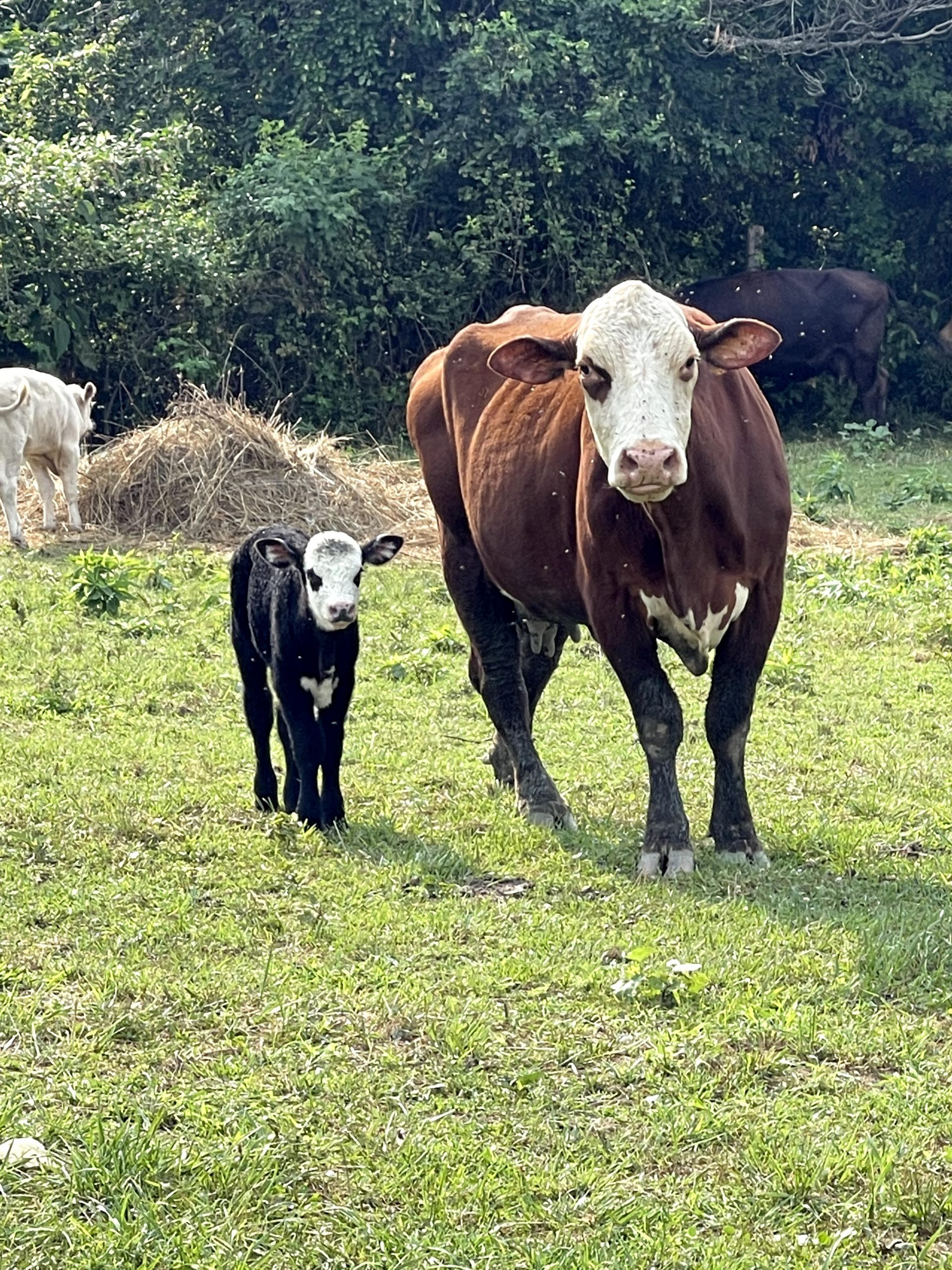 Cardinal Internship – Learning on the Farm – Cardinal Land Conservancy