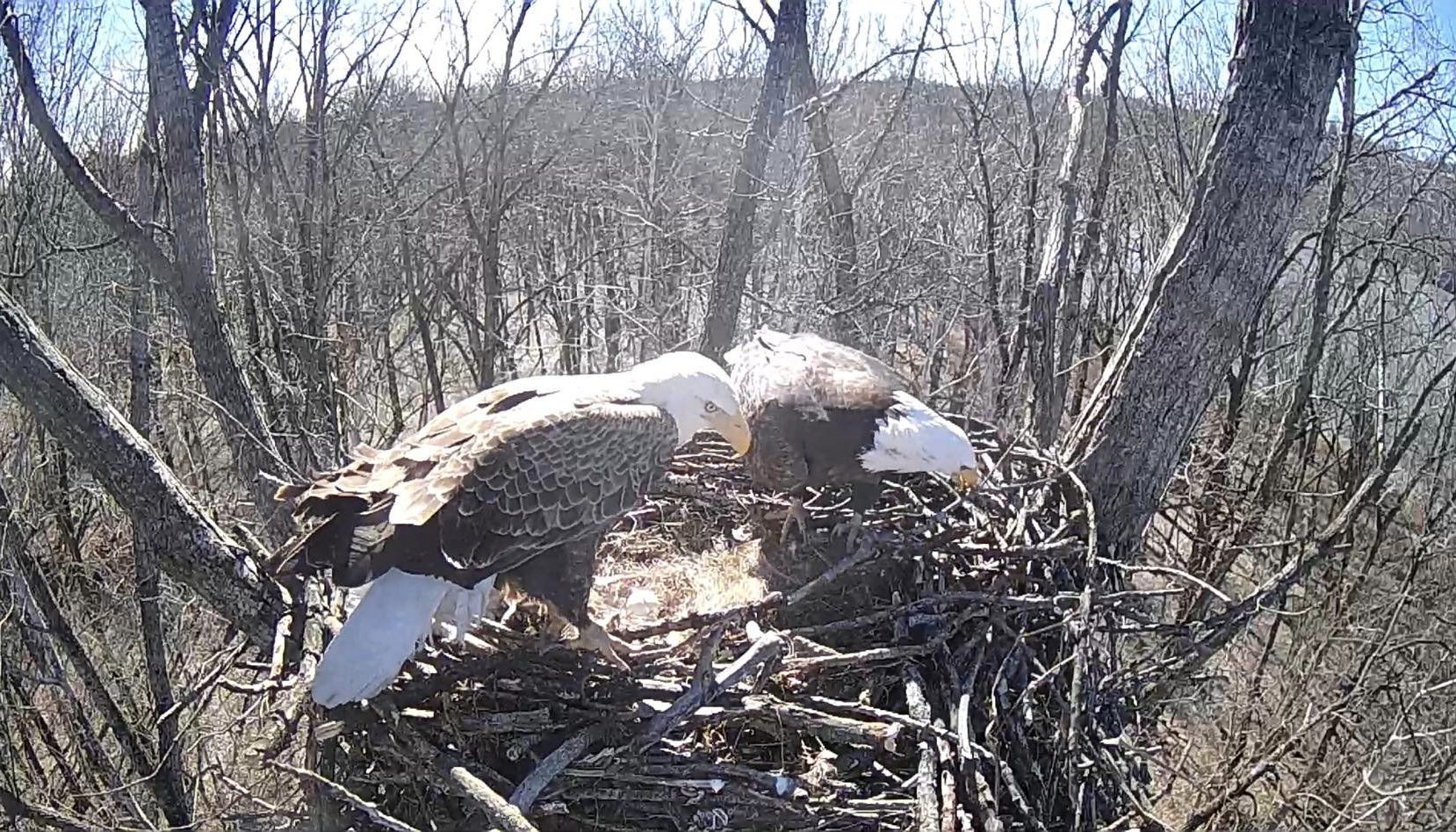 Eagle Camera 2023 Results – Cardinal Land Conservancy