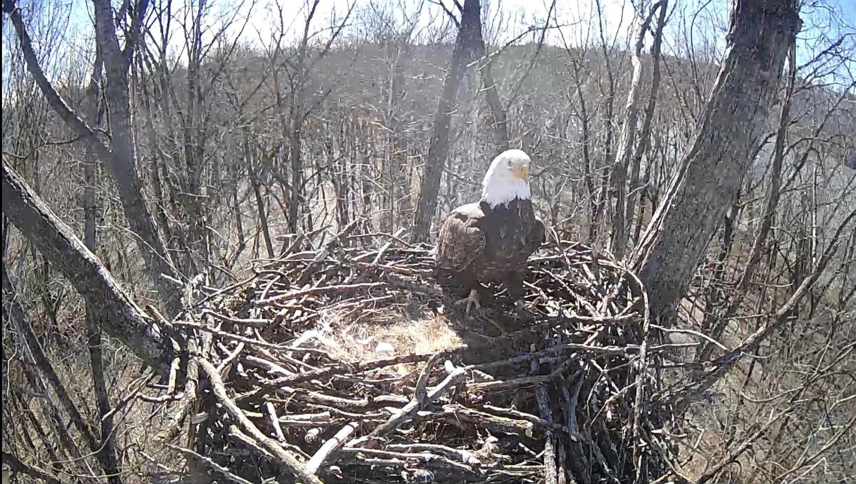 Eagle Camera 2023 Results – Cardinal Land Conservancy