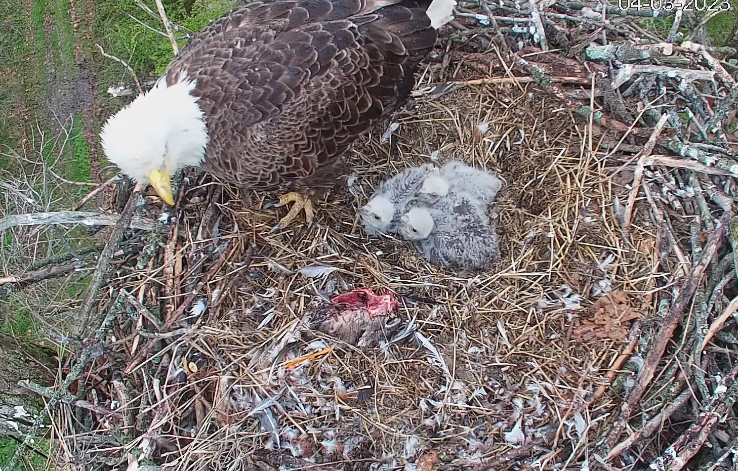 Eagle Camera 2023 Results – Cardinal Land Conservancy