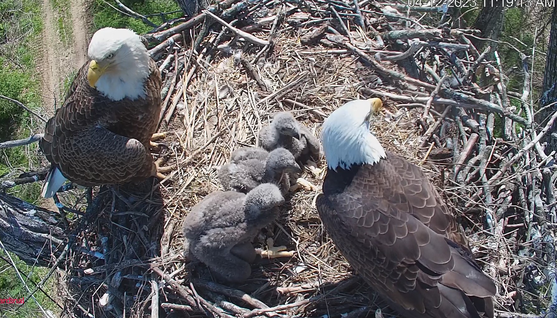 Eagle Camera 2023 Results – Cardinal Land Conservancy