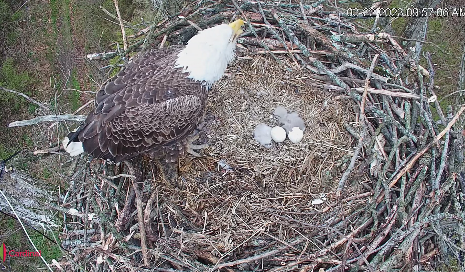 Eagle Camera 2023 Results – Cardinal Land Conservancy