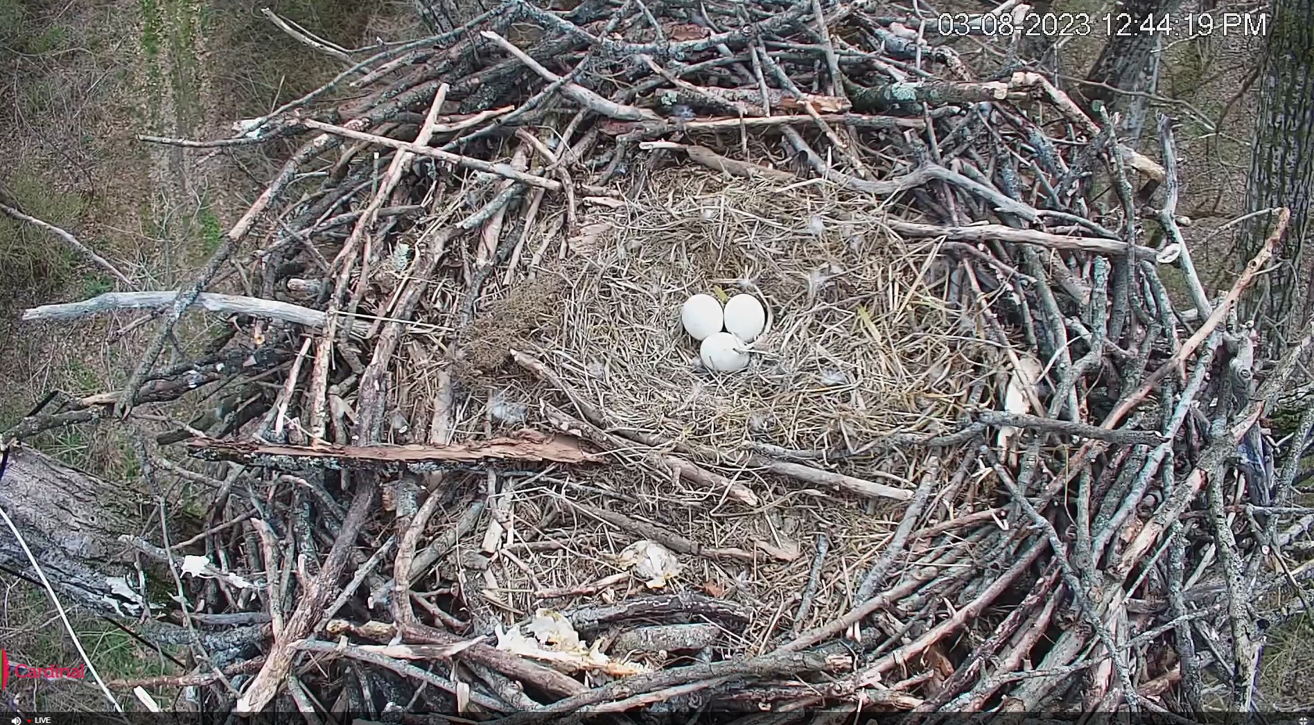 Eagle Camera 2023 Results – Cardinal Land Conservancy