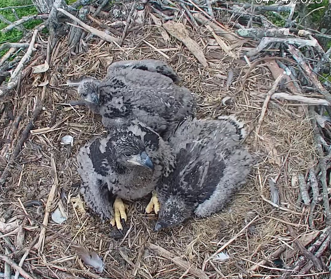 Eagle Camera 2023 Results – Cardinal Land Conservancy