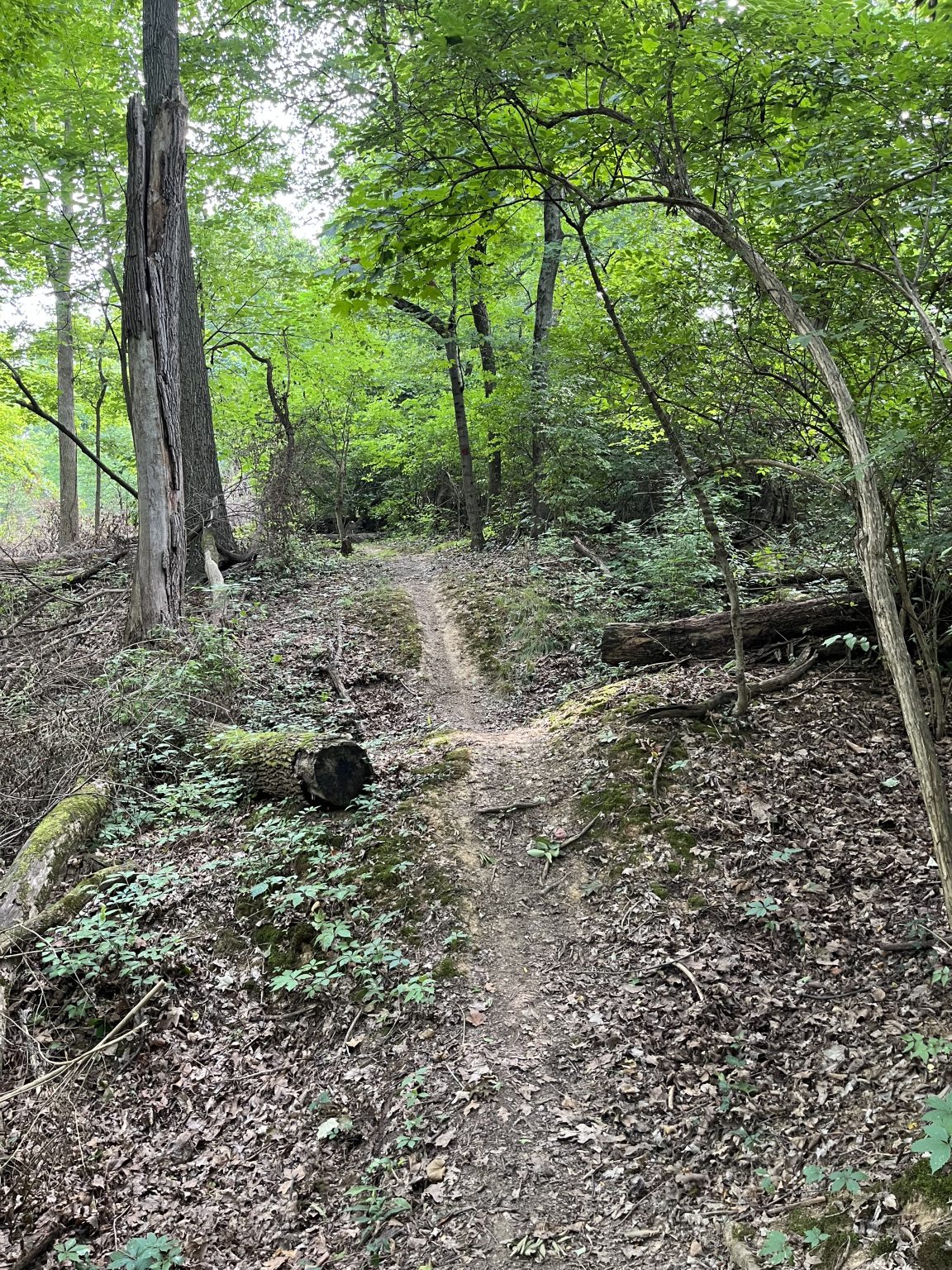 Cardinal Preserves – Cardinal Land Conservancy