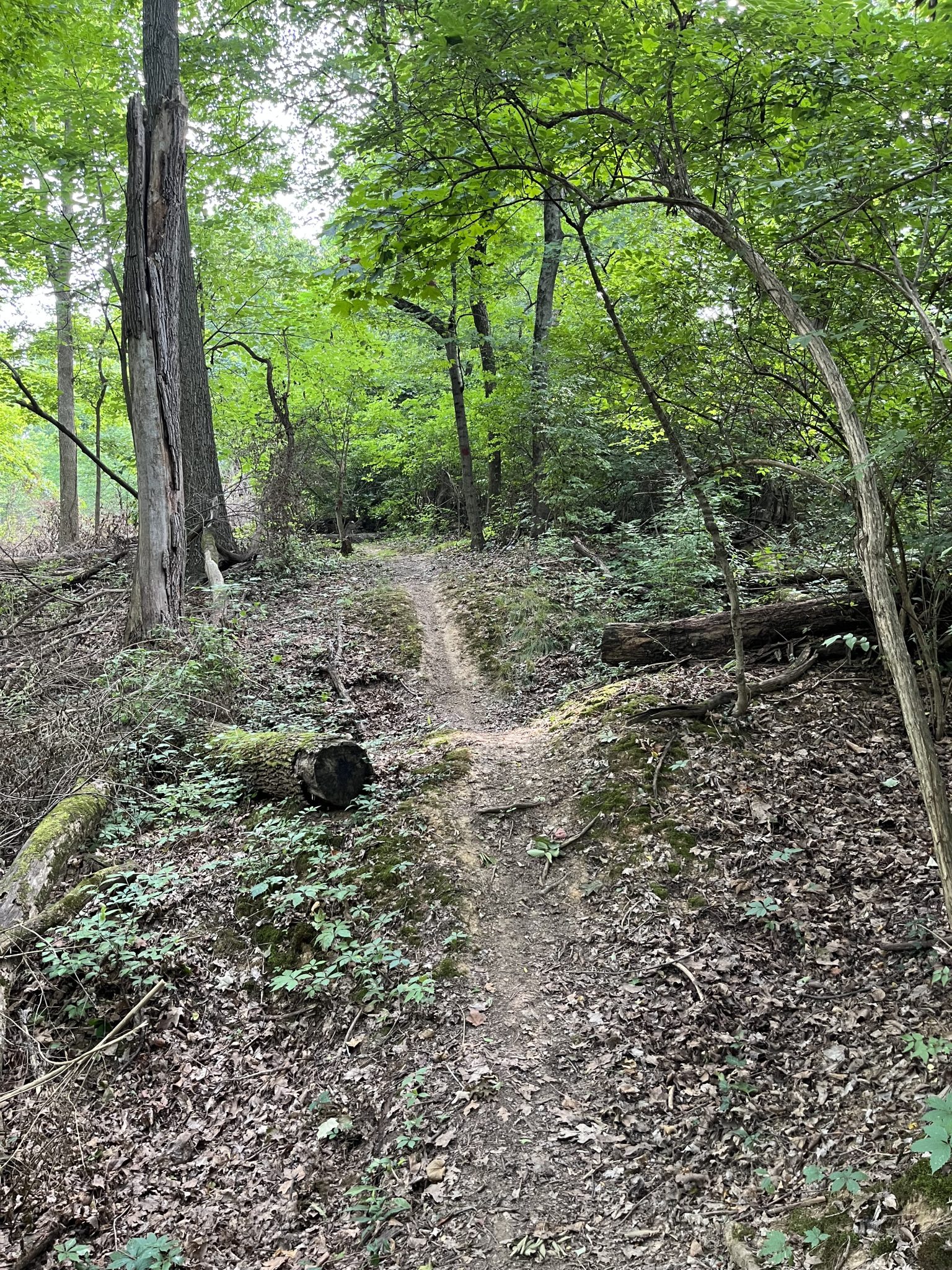 Cardinal Preserves – Cardinal Land Conservancy