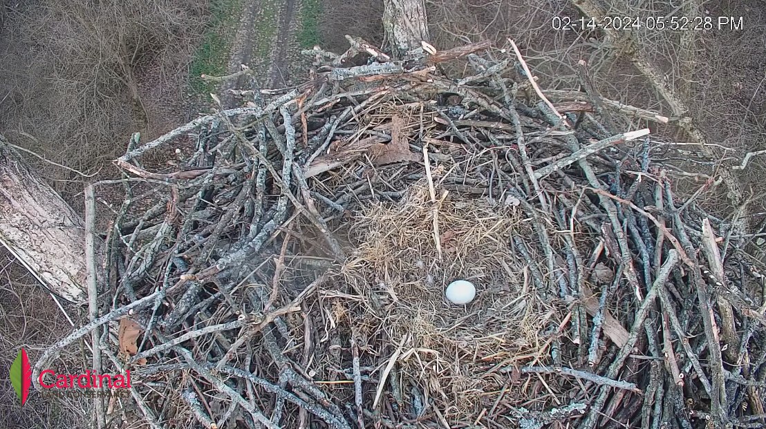 Eagle Camera 2024 Results – Cardinal Land Conservancy