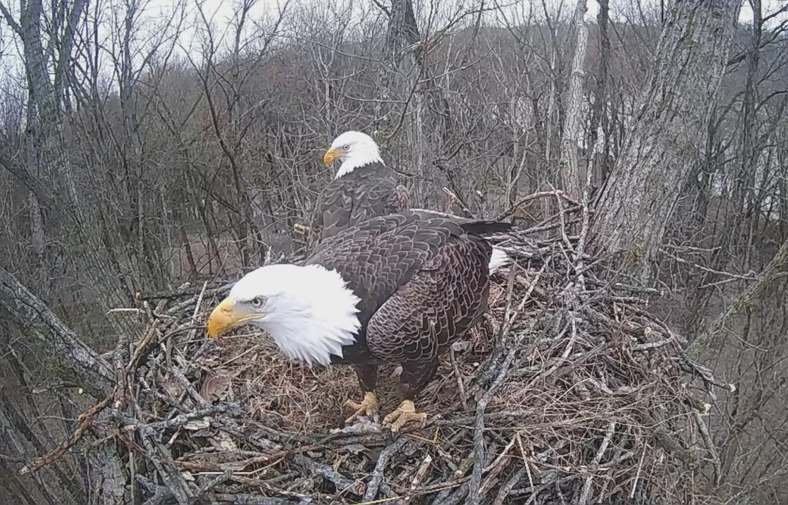 Eagle Camera 2024 Results – Cardinal Land Conservancy