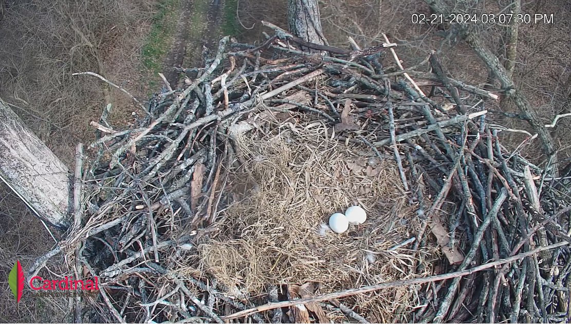 Eagle Camera 2024 Results – Cardinal Land Conservancy