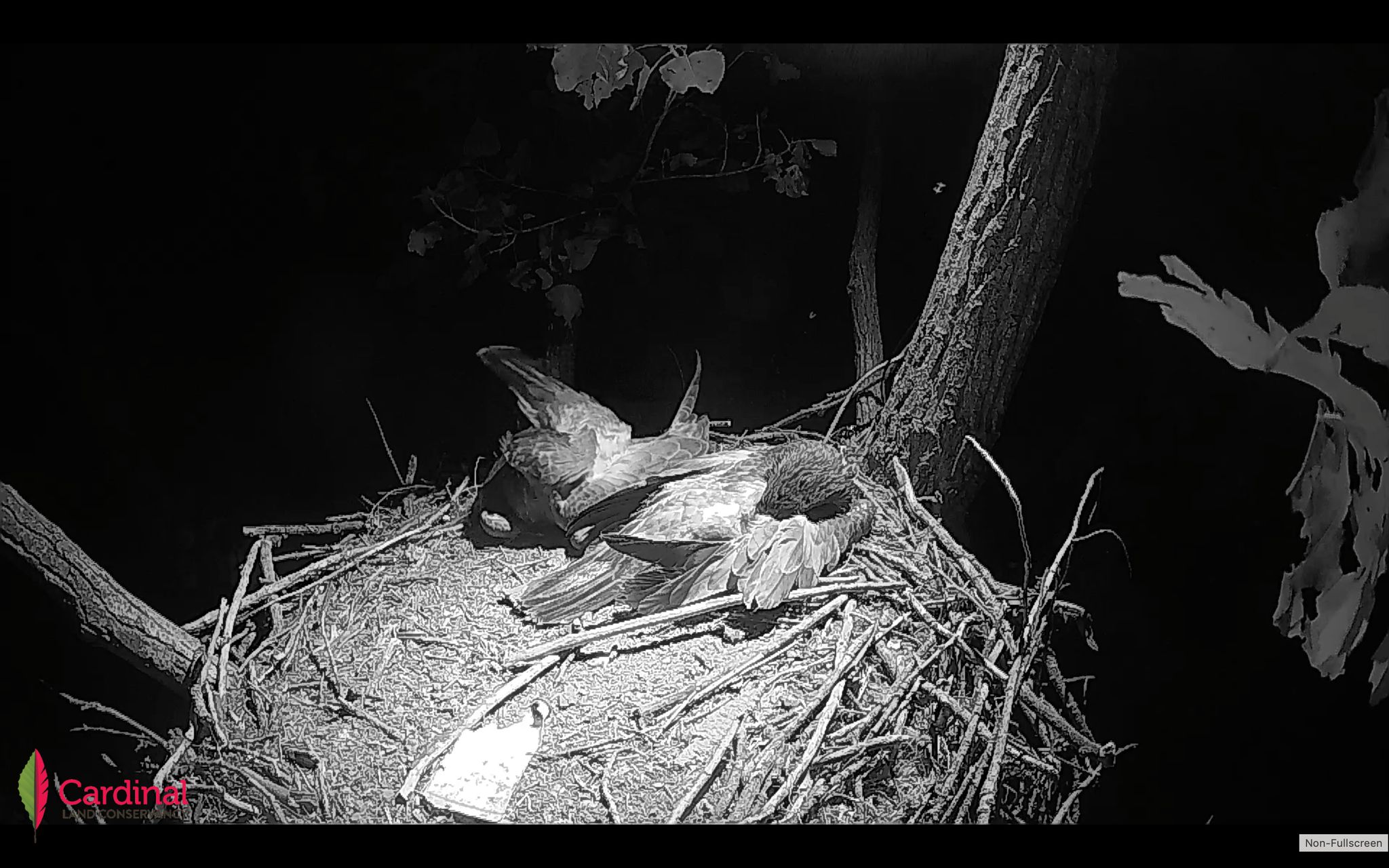 Eagle Camera 2024 Results – Cardinal Land Conservancy