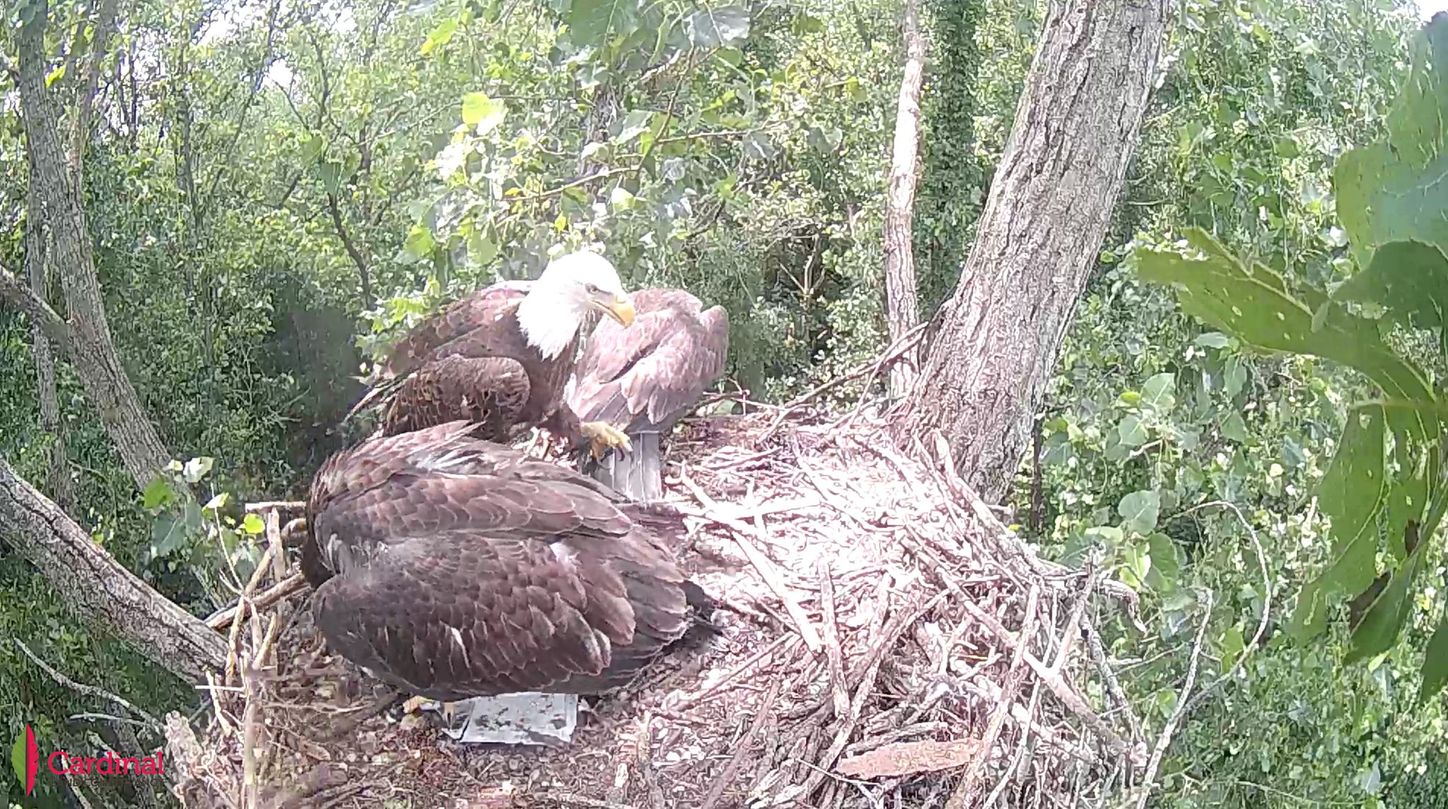 Eagle Camera 2024 Results – Cardinal Land Conservancy
