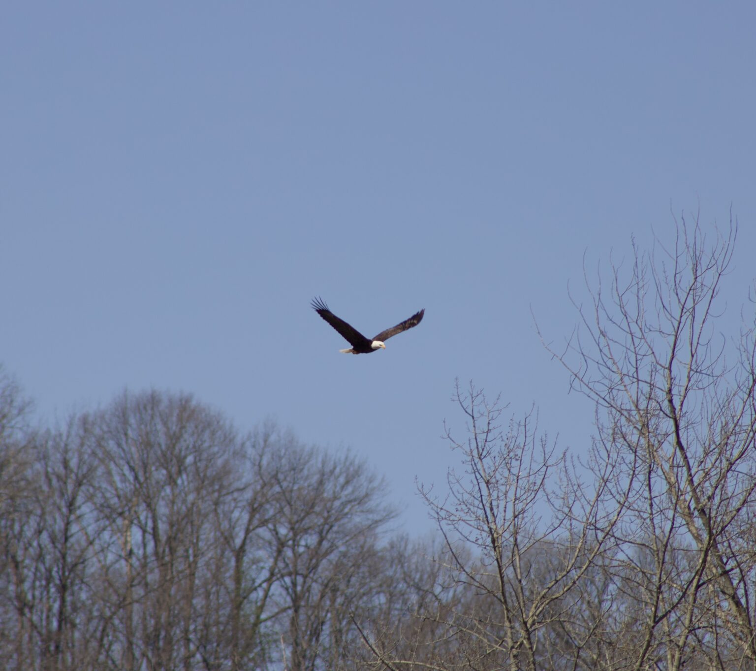Bortz Family Nature Preserve – Cardinal Land Conservancy