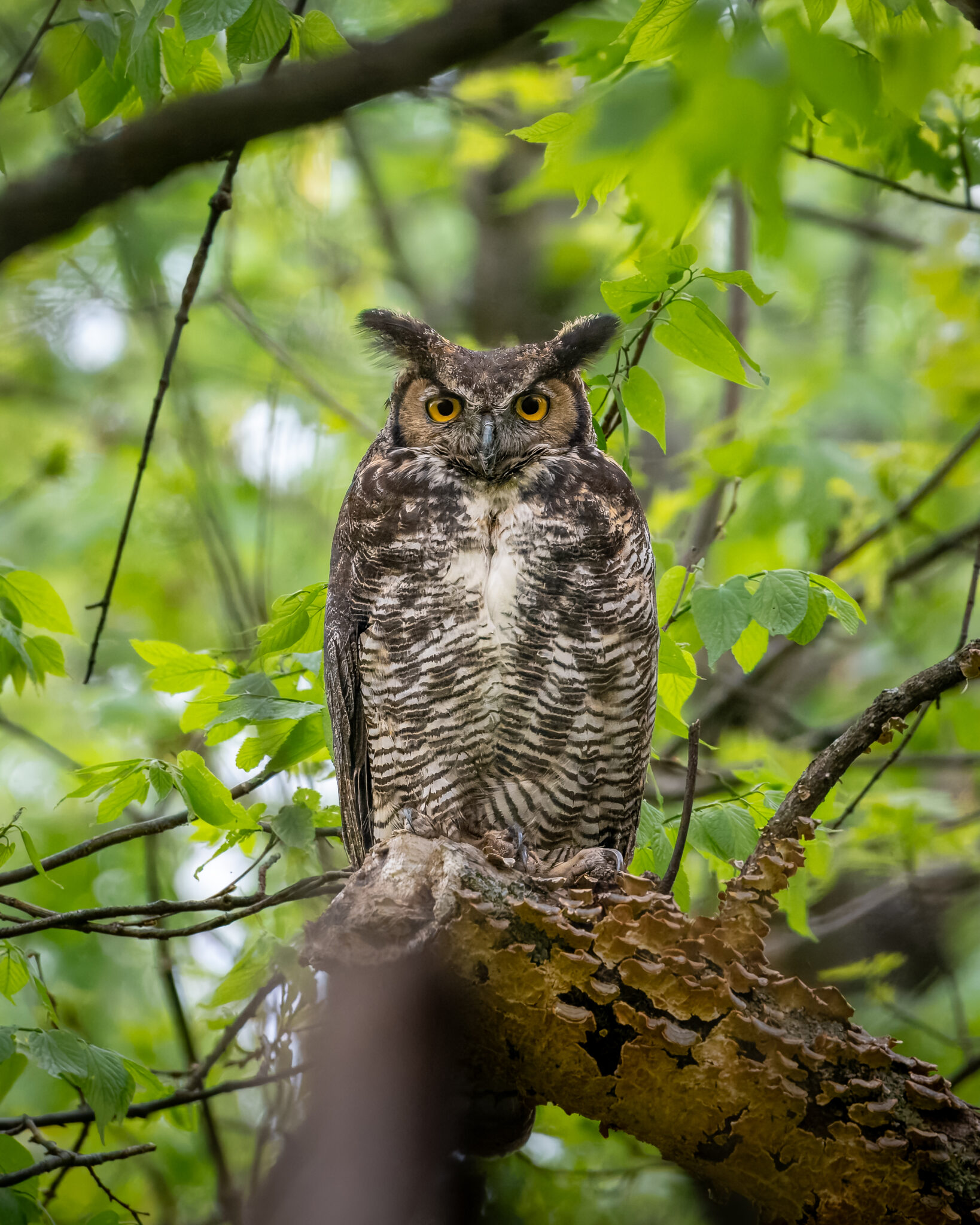 Bortz Family Nature Preserve – Cardinal Land Conservancy